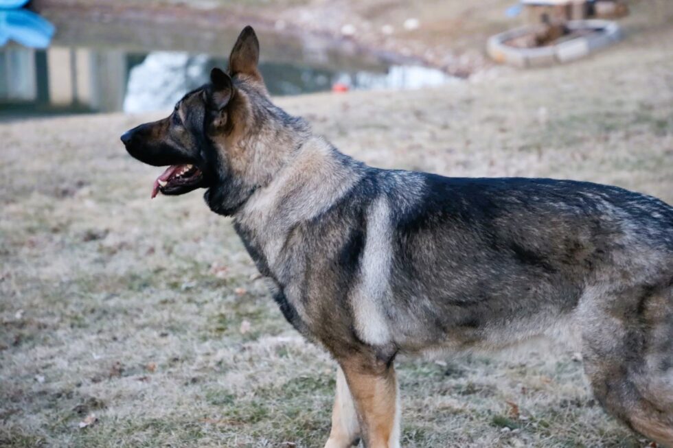 What Makes Straight Back German Shepherds Unique from Other German ...