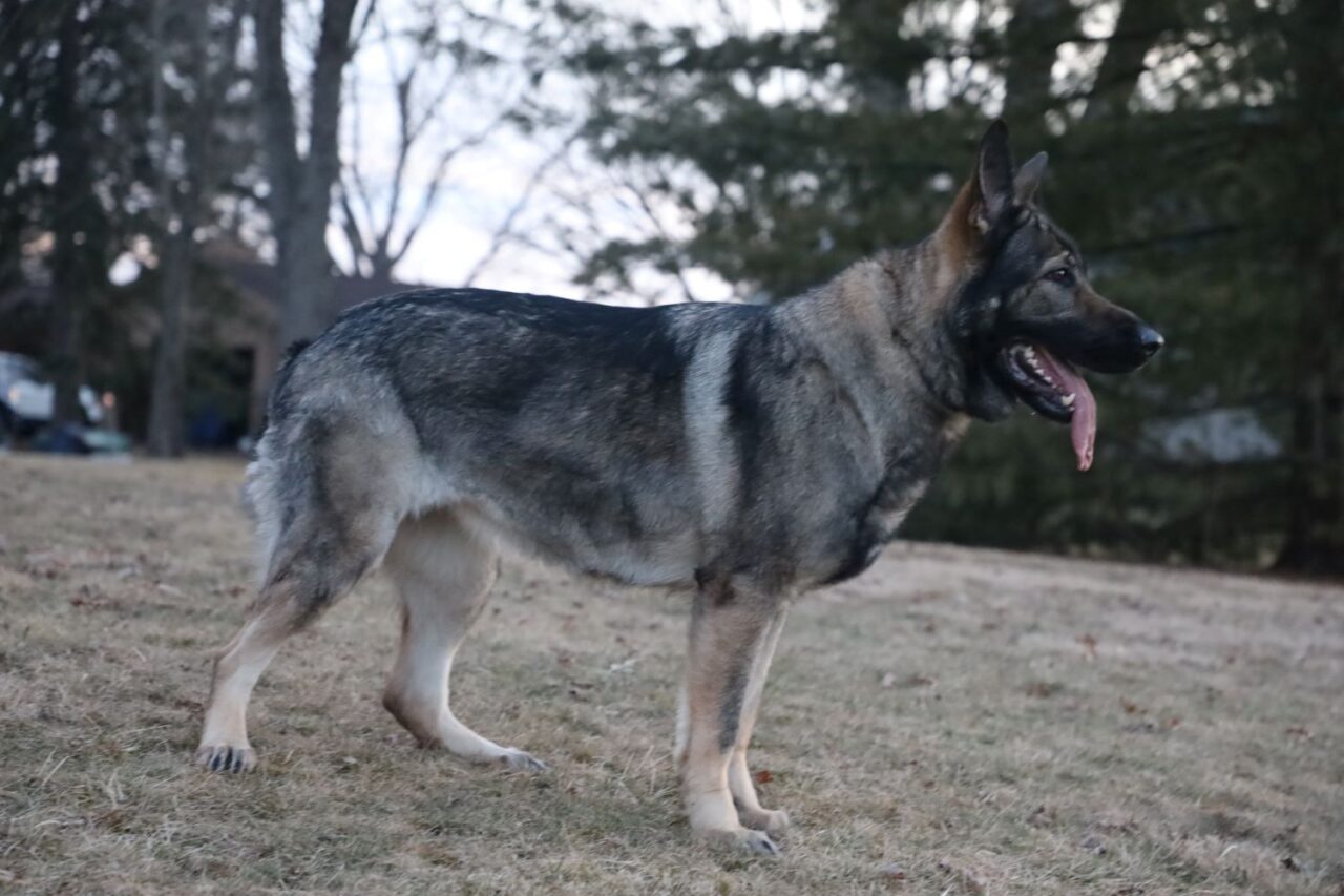 The Top 10 Traits of a Straight Back German Shepherd - Lakeside ...